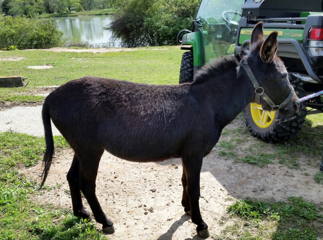 Lil Man, Black LP, Miniature Donkey, Breeder or Pet – FOR SALE – click ...