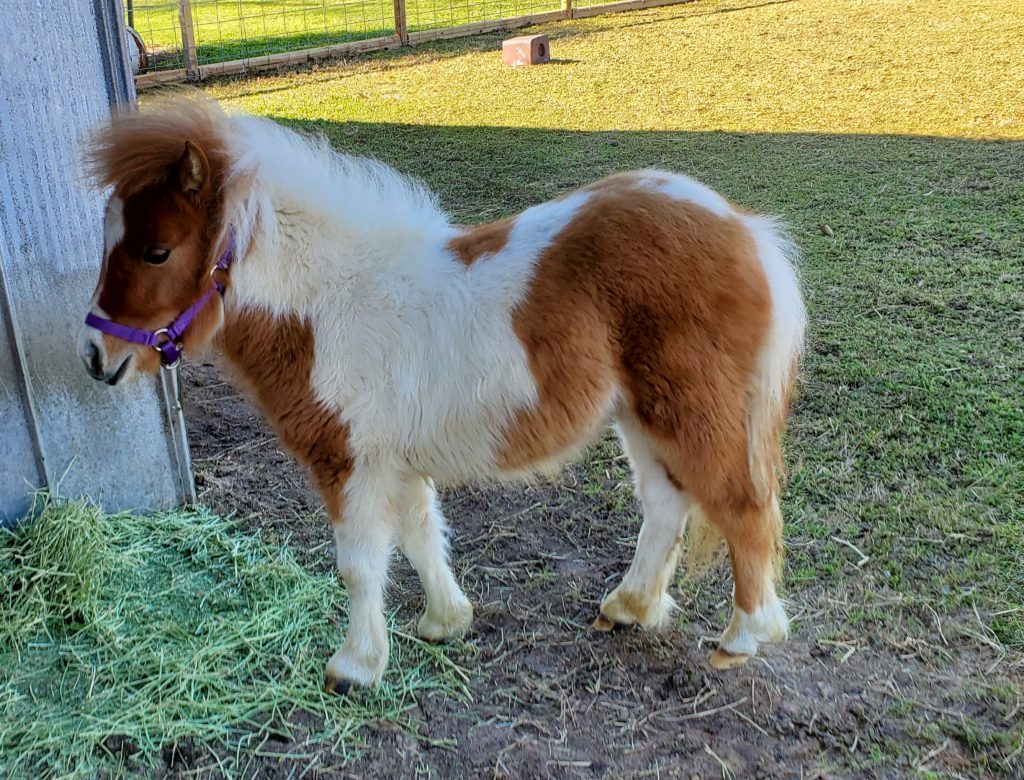 Miniature Breeders | Lewis Mill Ranch